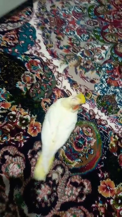 ۱۹ دسامبر ۲۰۲۴ - YouTube