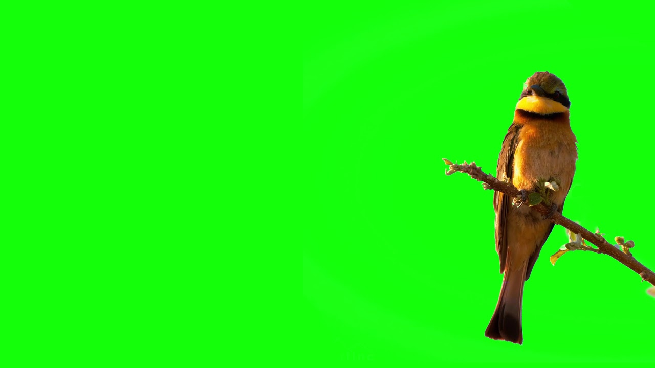 Bird in Tree - GREEN SCREEN [FREE USE] - YouTube