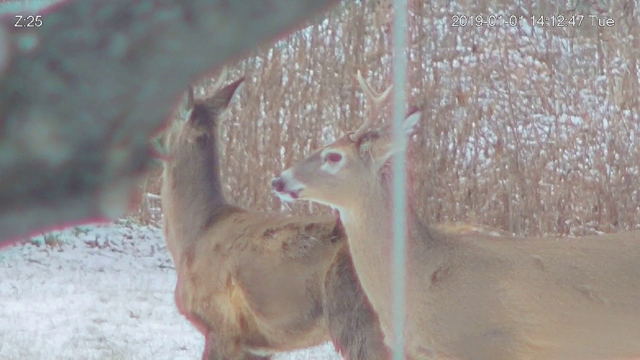 2019-01-01 - Deer with deformed jaw - YouTube