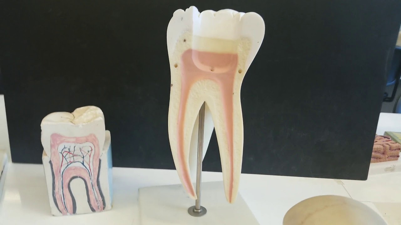 Digestive System - Oral cavity, Teeth, Salivary glands - YouTube