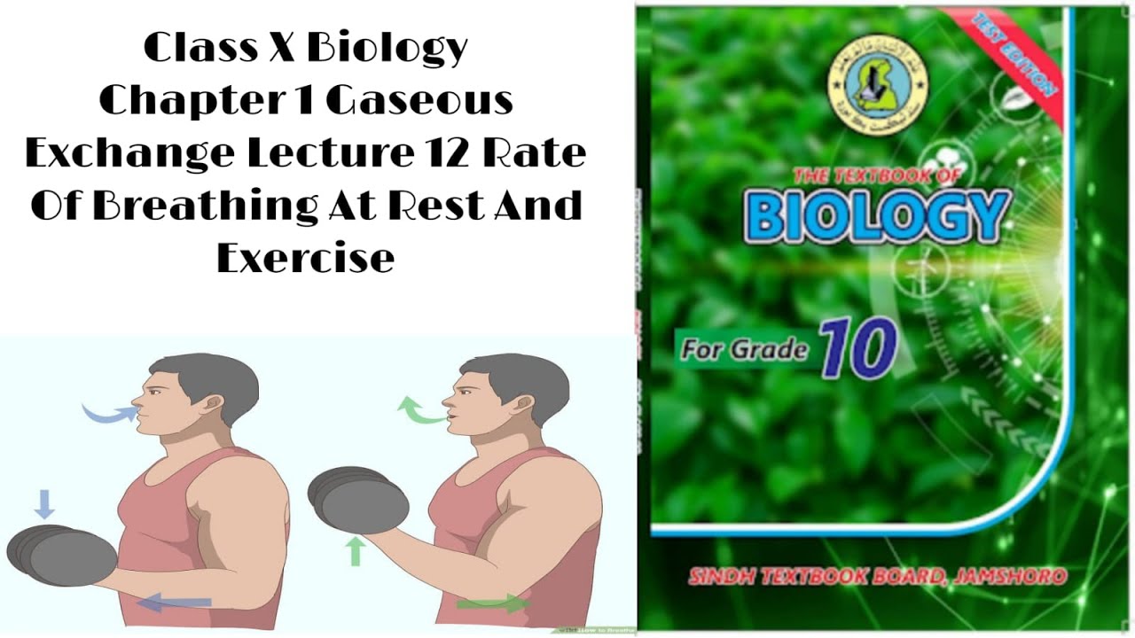 Rate Of Breathing During At Rest And Exercise | Chapter 1 Gaseous ...