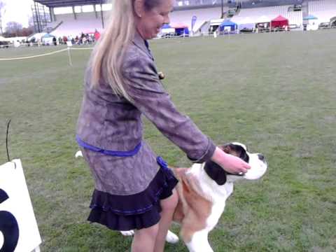 17 dog show rotorua - YouTube