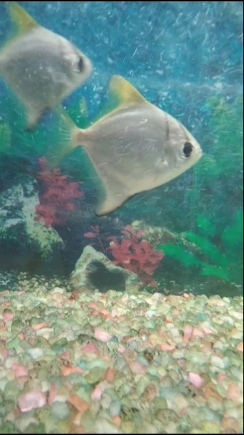 Round shape fish - YouTube