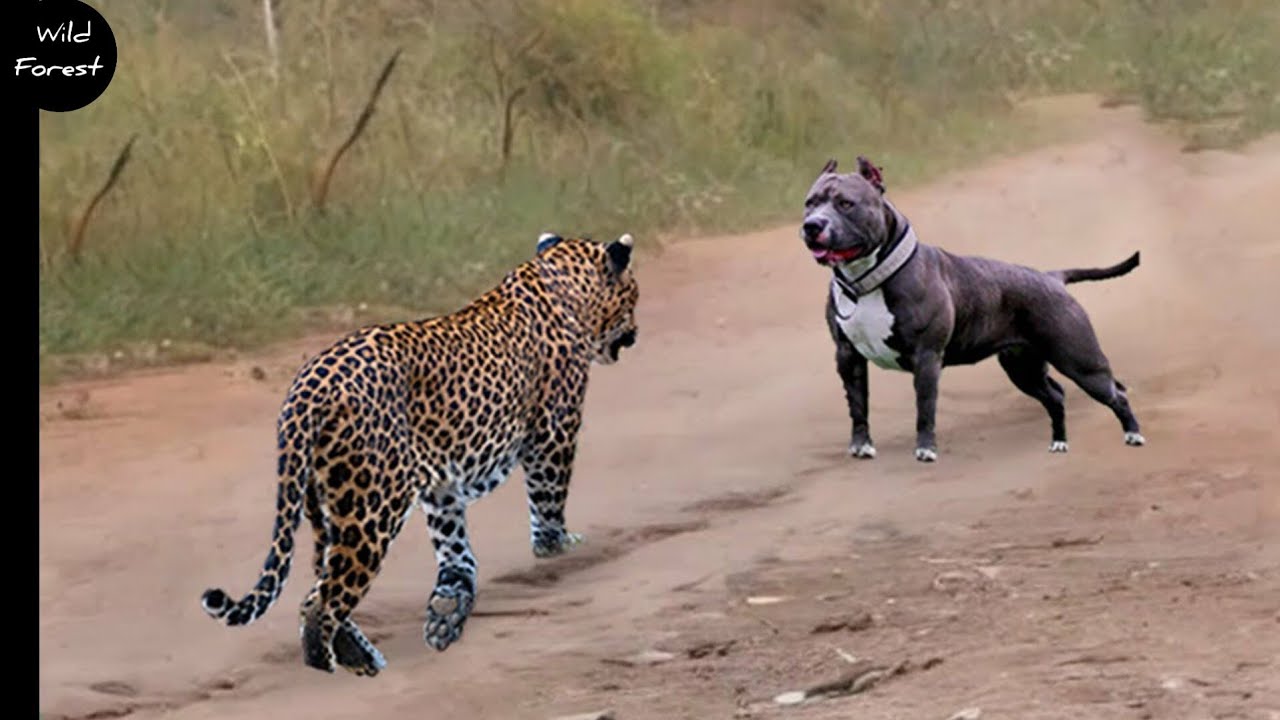 Brave Dog Faces Off Against Wild Leopard in SHOCKING Forest Battle ...