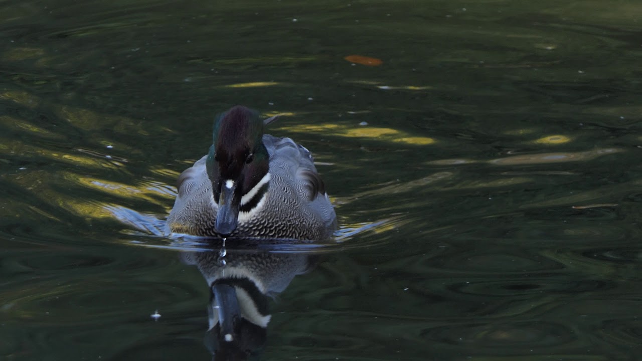 Falcated Duck - YouTube