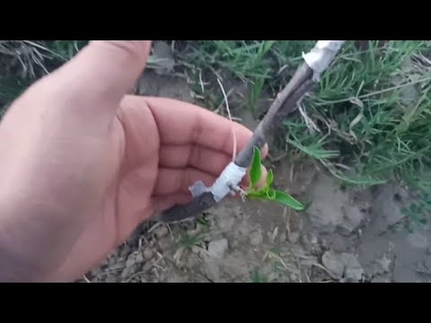 How To Graft Fruit Tree |Grafted Plum Tree How To Graft Multi Fruit ...