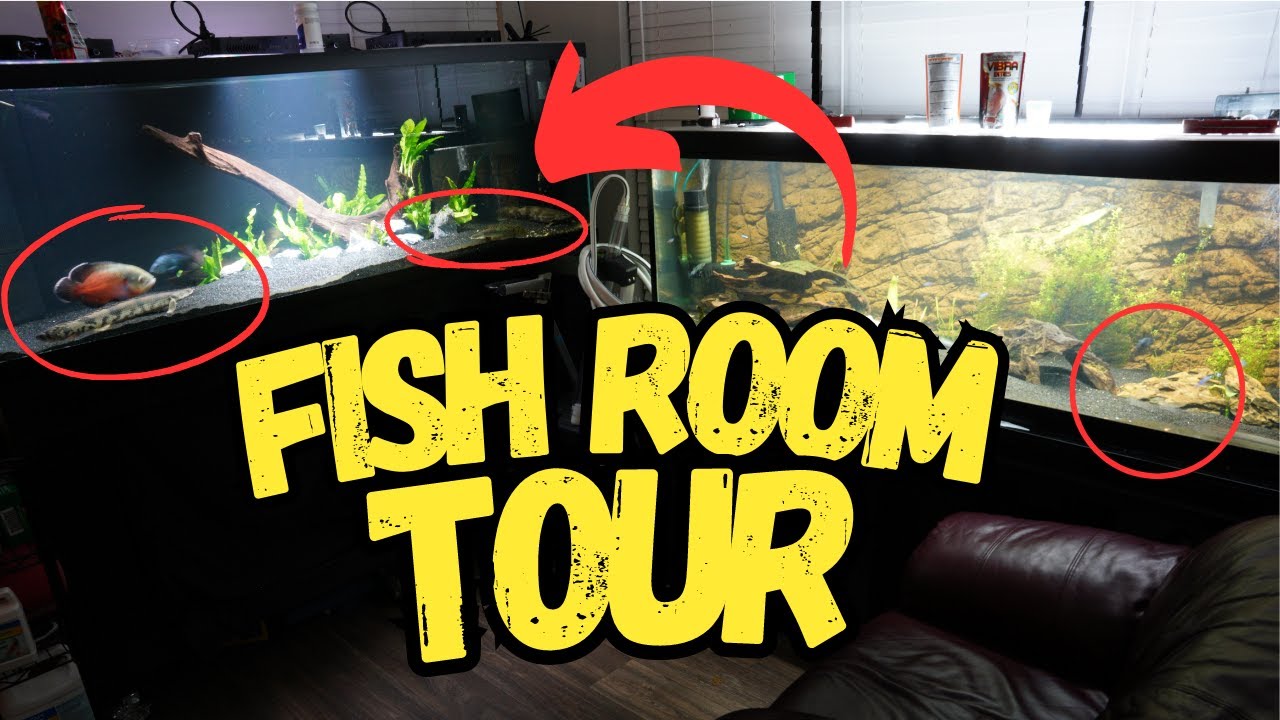 I Filled My Apartment With Live Fish! | Fish Room Tour! 🐠 - YouTube