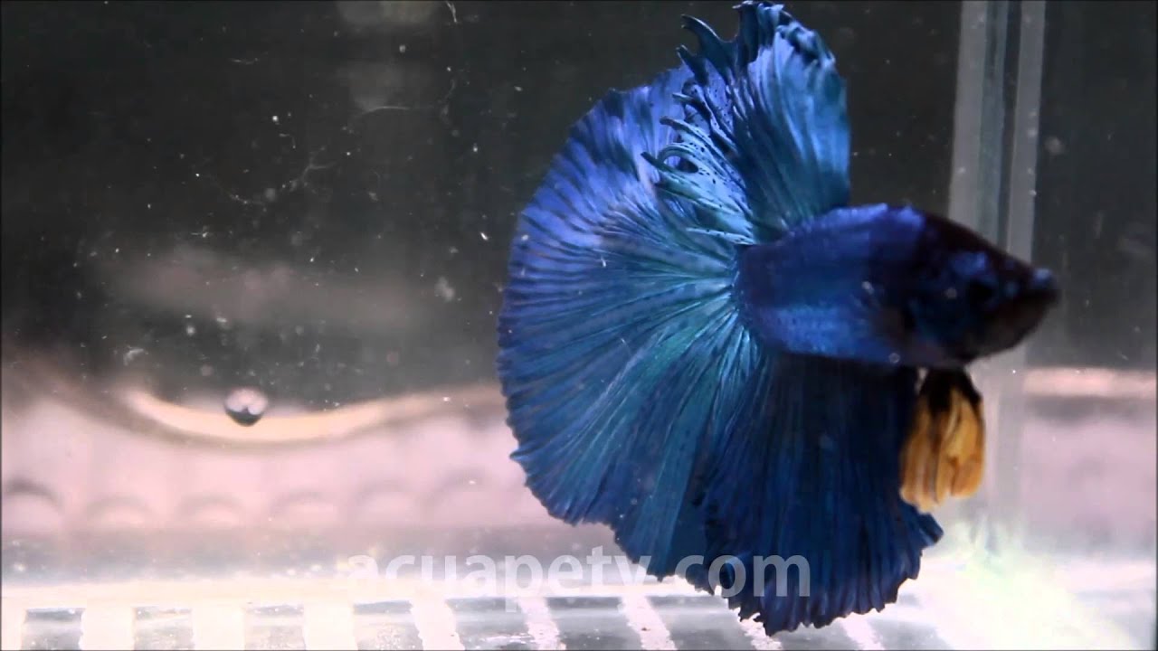 Betta Super Delta Macho (201)//Pety Acuariofilia - acuapety.com - YouTube