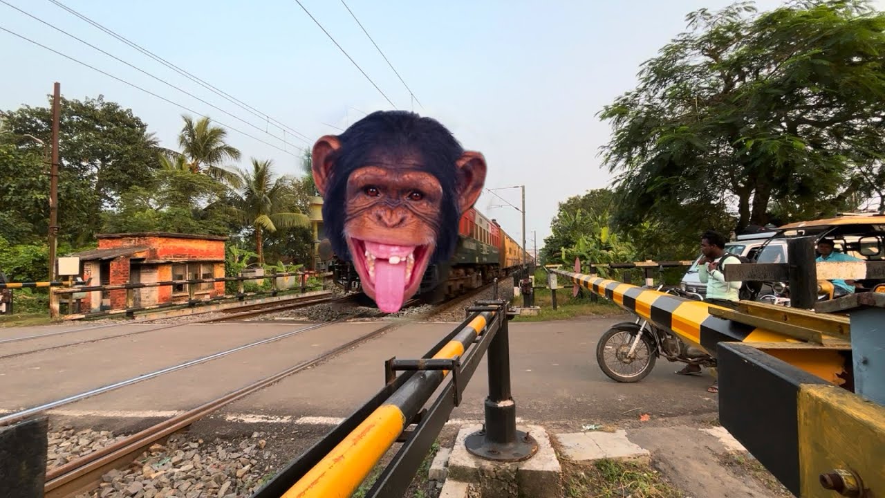 Furious and Funny chimpanzee Headed Intercity Express Dangerous Moving ...