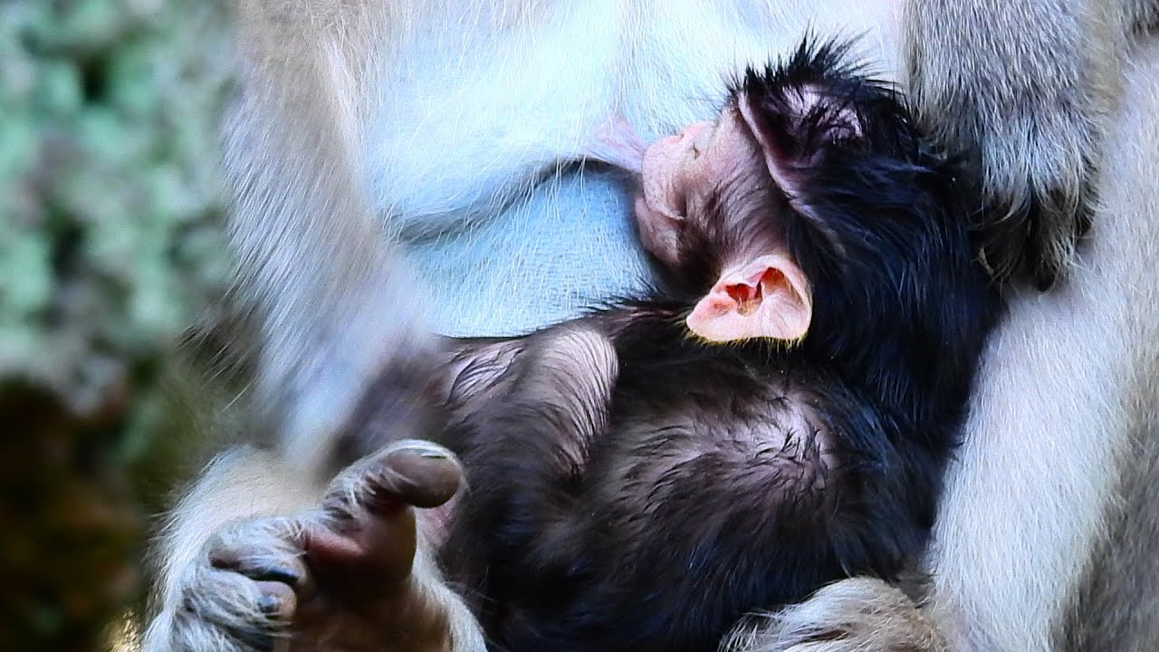 CUTE BABY VENUS GOT FULL LOVE AND HAPPINESS COS MOM VIOLET ALWAYS FEED ...