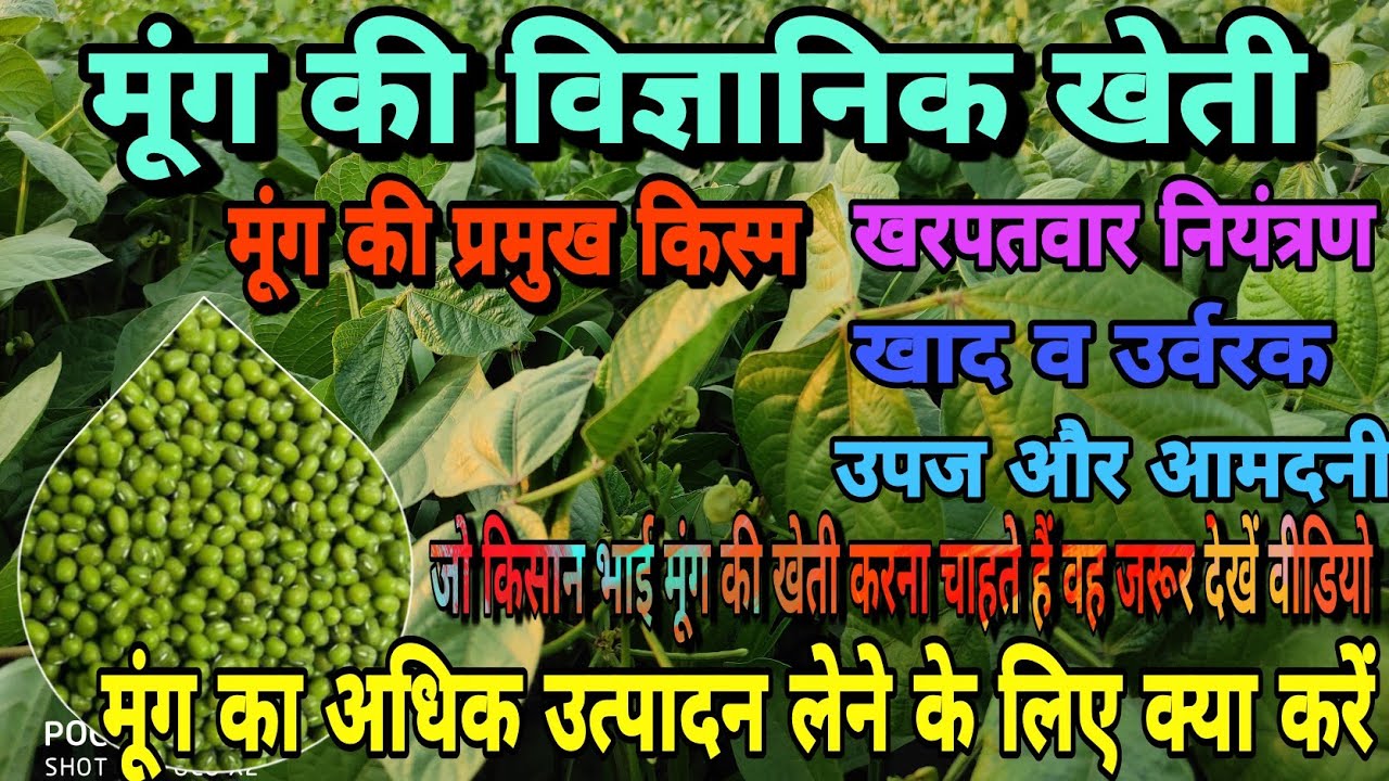 moong ki kheti / मूंग की खेती / A2Z जानकारी mung seeds - YouTube