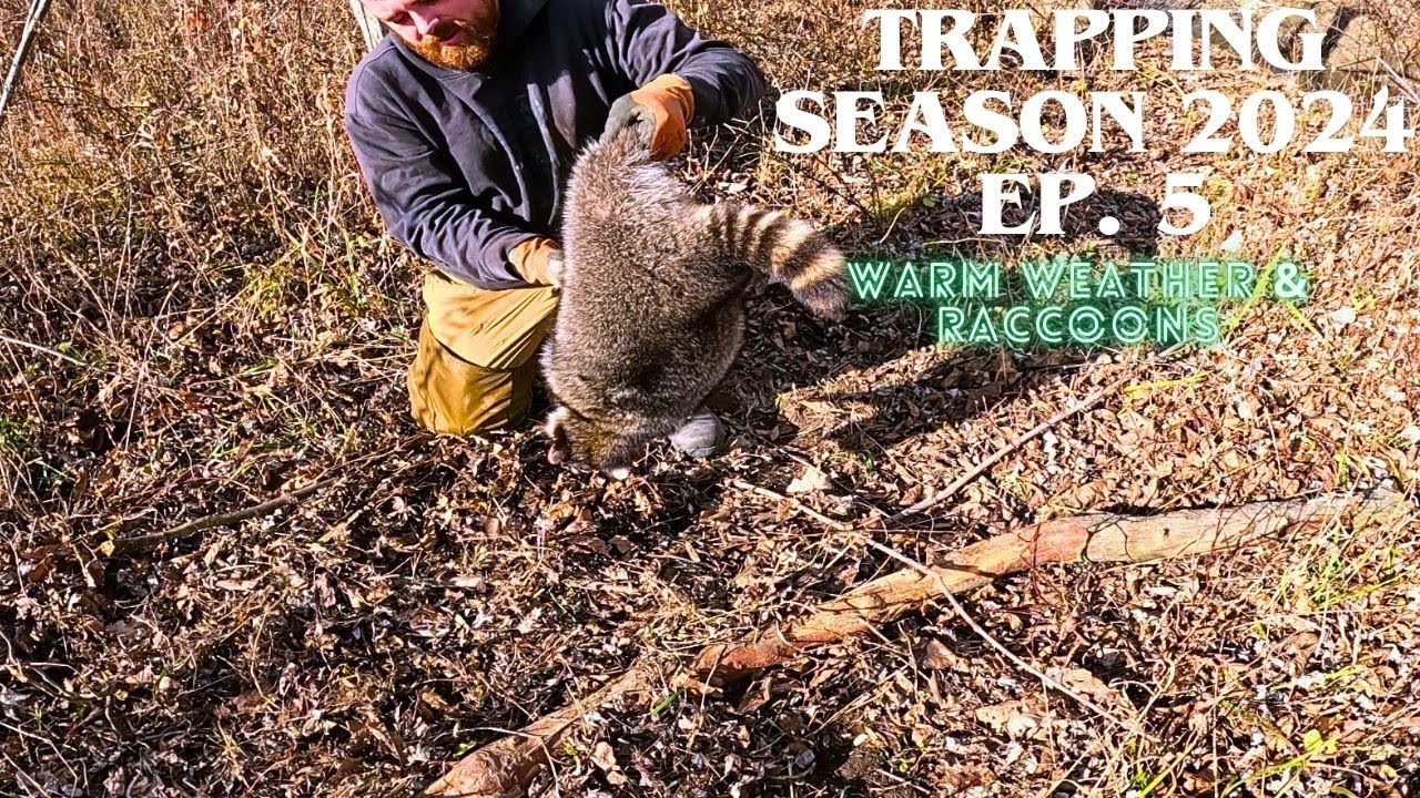 Trapping Season 2024 | EP. 5 | Warm Weather & Raccoons #trapping # ...
