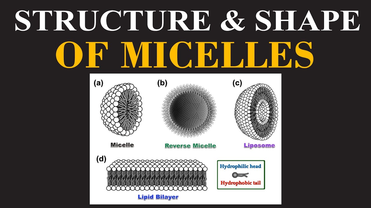 Struture & Shape of Micelles (Part 02) | Mechanism of Action of ...