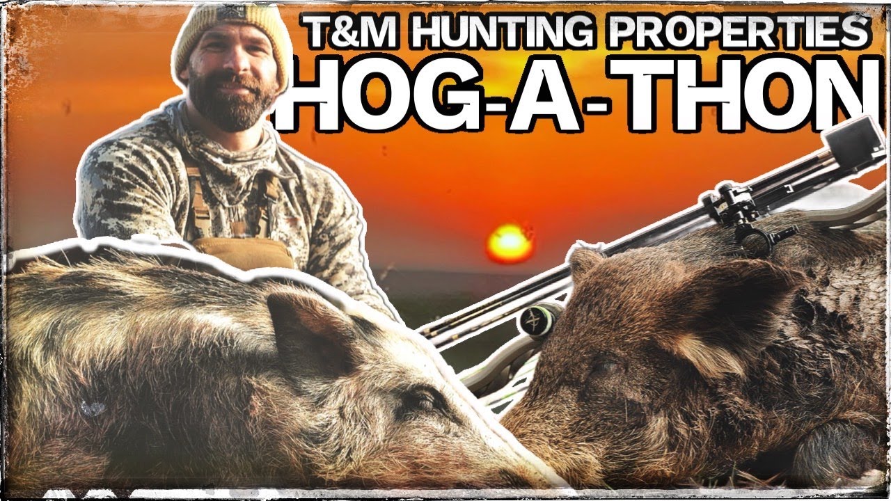 Double the Action: Hog Hunting in North Carolina with T&M Hunting Properties - 2 Hogs Down - YouTube