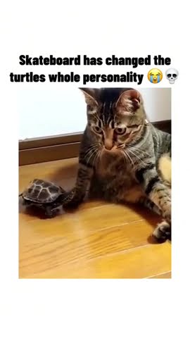 silly ahh turtle #funny #memes #turtle - YouTube