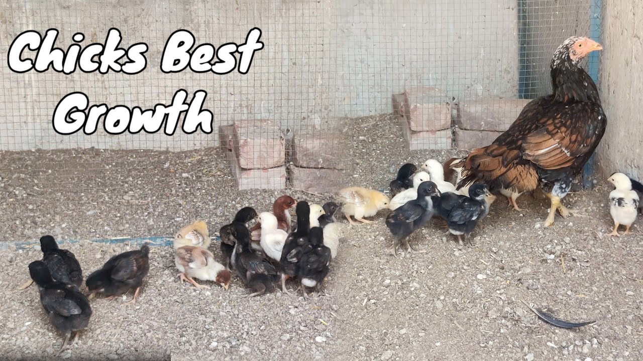 Chicks diet plan one day to 40 days | how to increase chicks grow ...