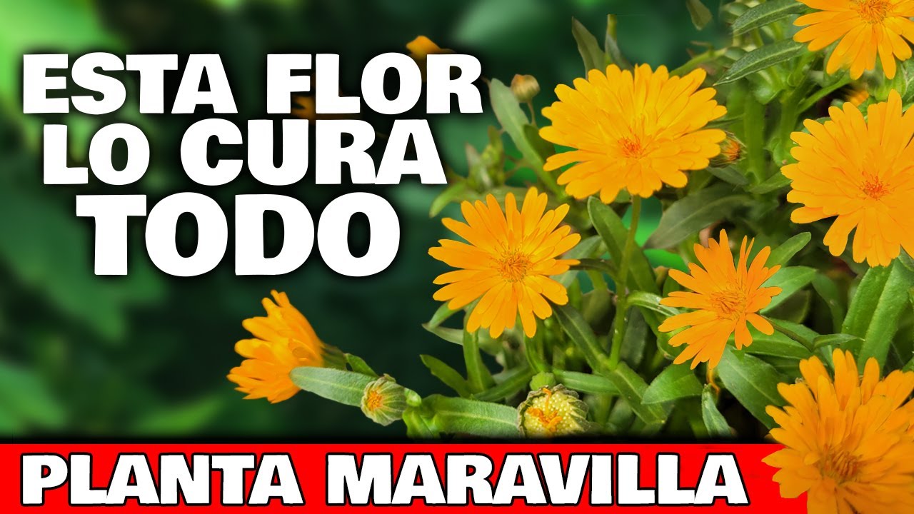 La PLANTA que LO CURA TODO!! Cuidados de la CALÉNDULA o BOTÓN DE ORO ...
