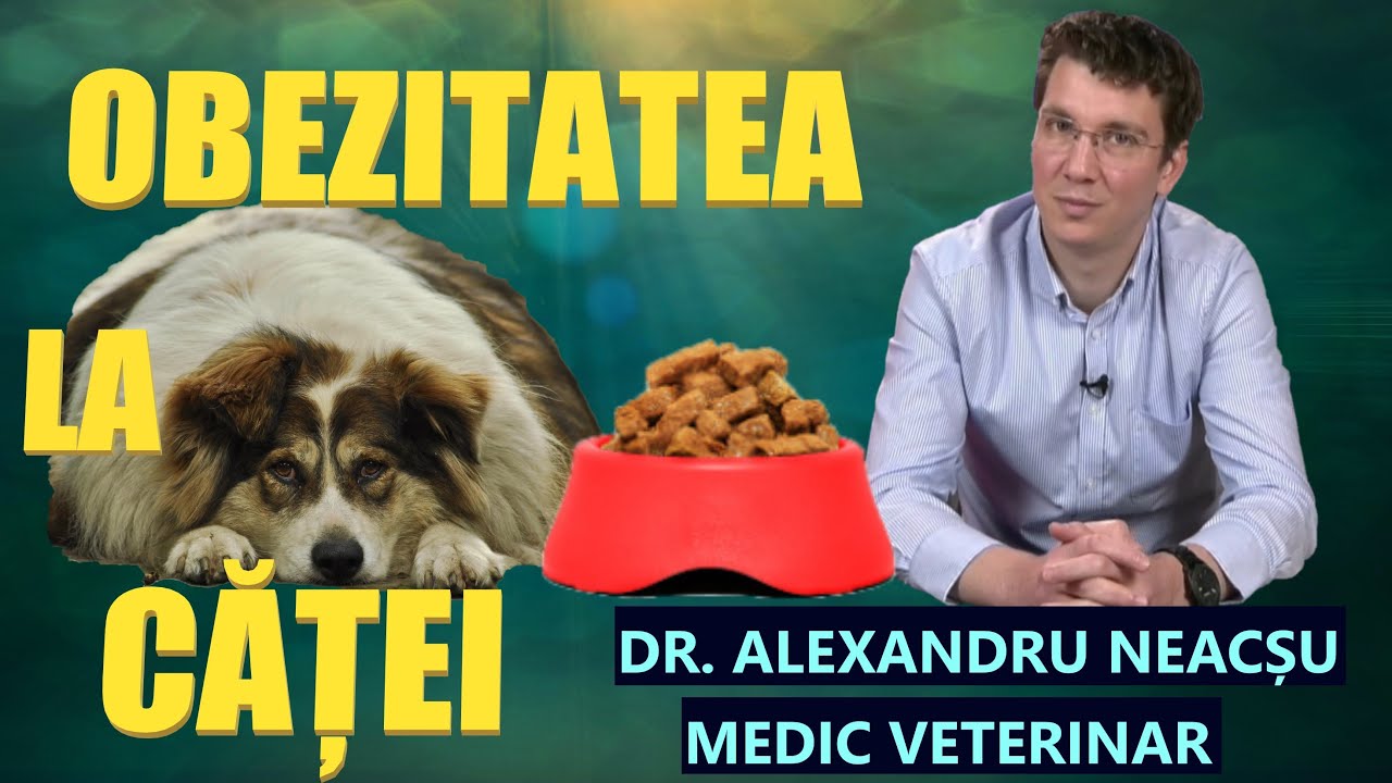 OBEZITATEA LA CATEI: DR. ALEXANDRU NEACSU - MEDIC VETERINAR - YouTube
