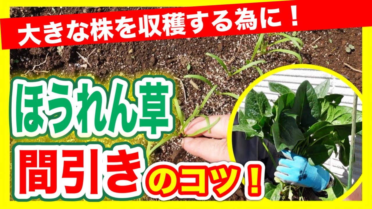 【ほうれん草の育て方】大きなほうれん草を収穫する為の、間引きのやり方 ～狭い庭で家庭菜園～ - YouTube