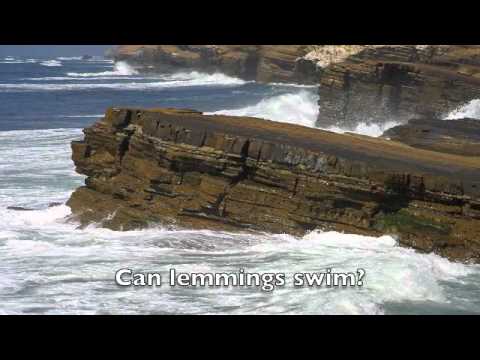 Lemming Condition Book Trailer - YouTube