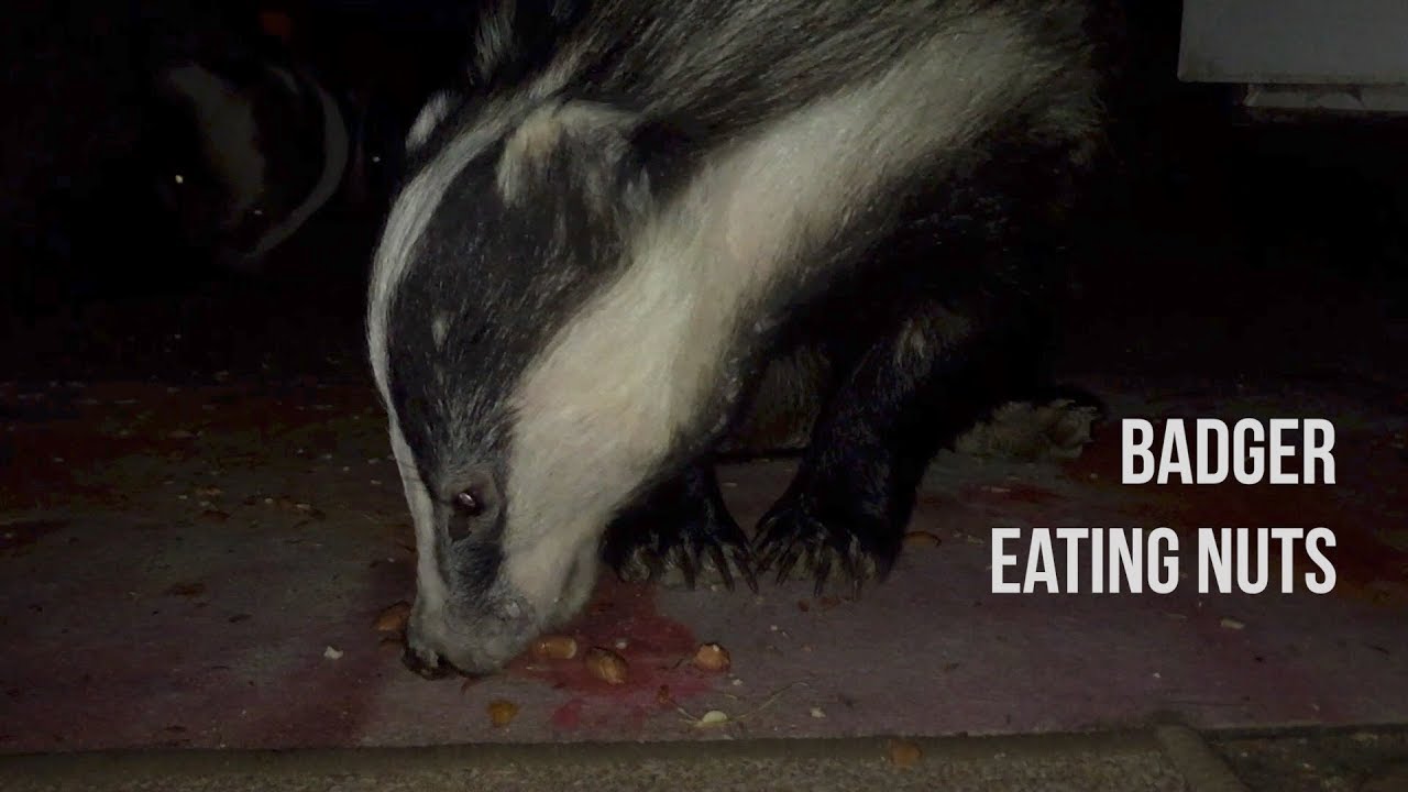 Badger Eating