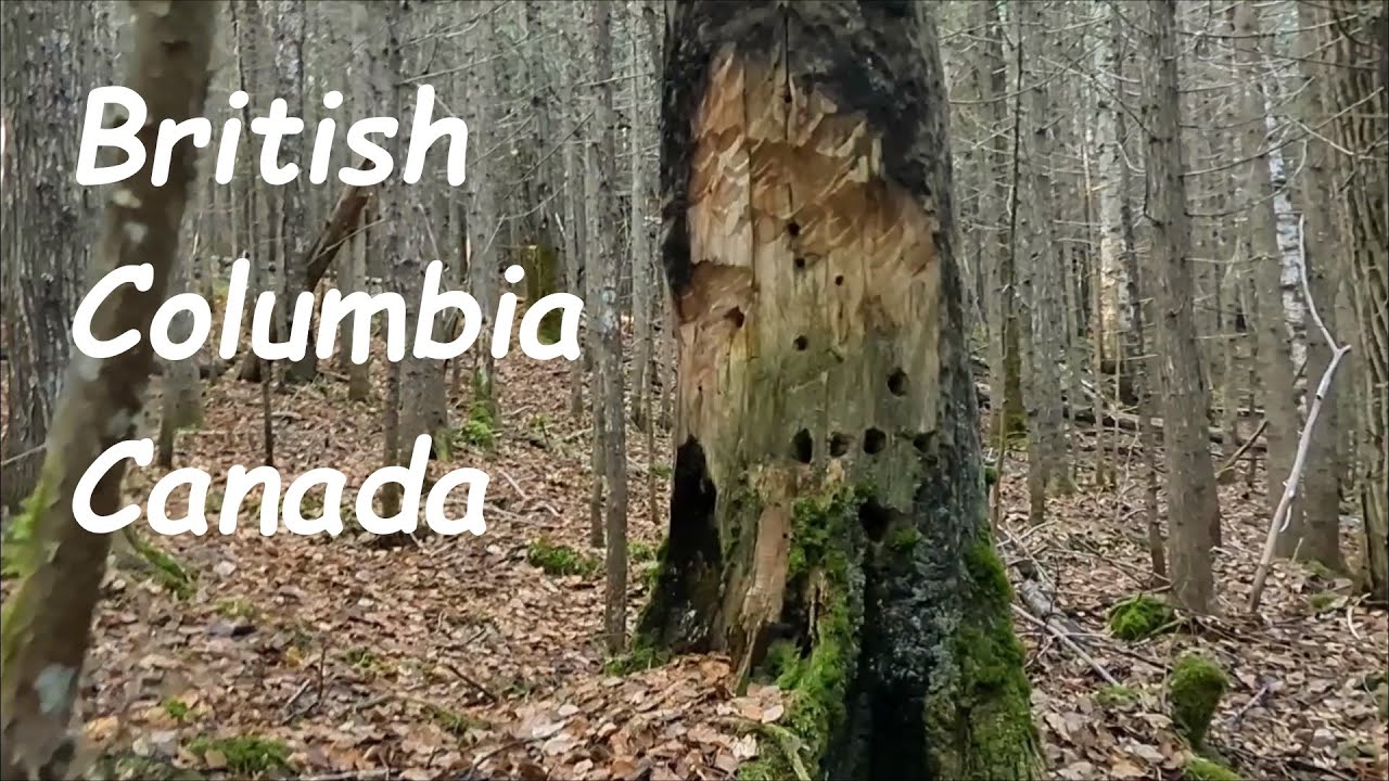 Walk the Cedar Forest| Culturally modified trees| Hazelton BC Canada ...