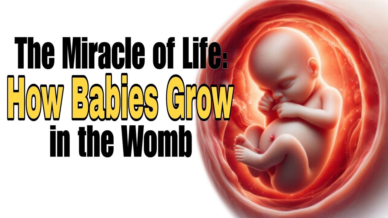 The Miracle of Life: How Babies Grow in the Womb - YouTube