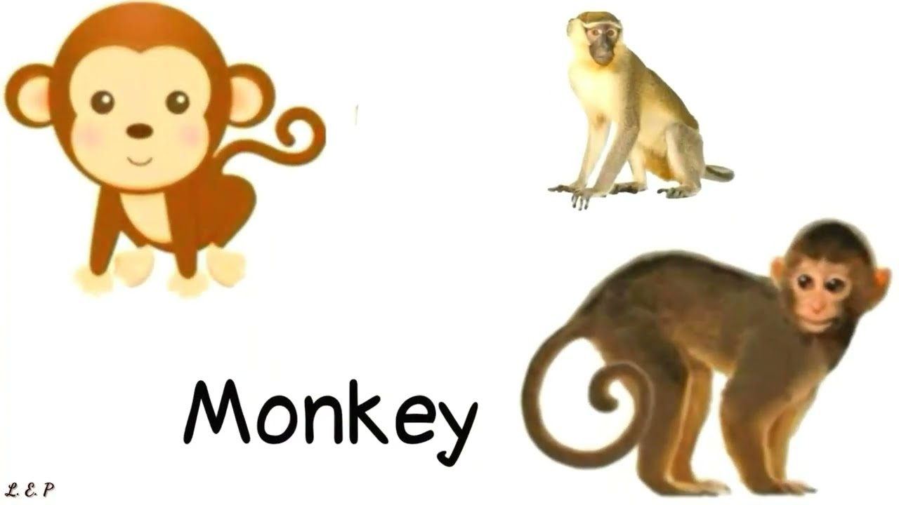 Learn Animals Vocabulary With Pictures/ English British Pronunciation ...