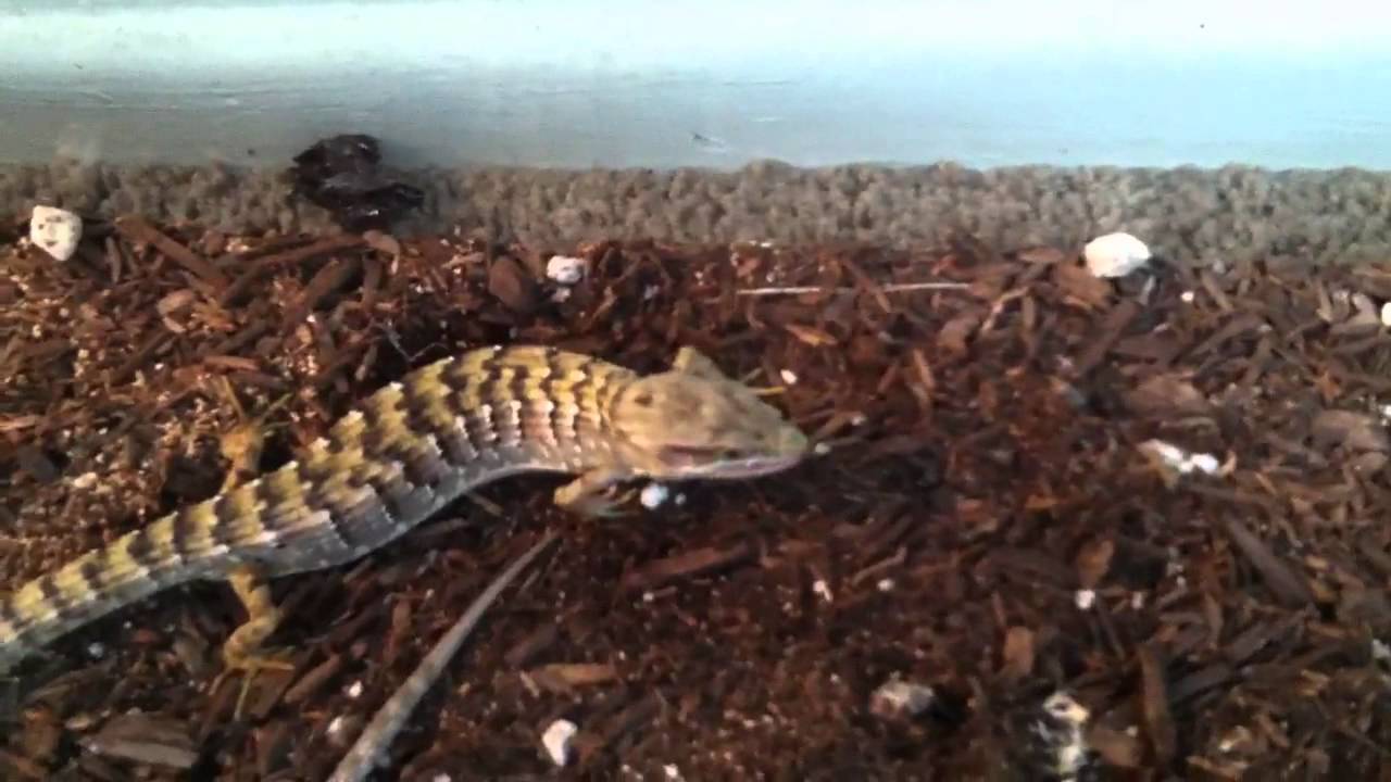 Alligator Lizard Eating Superworms - YouTube