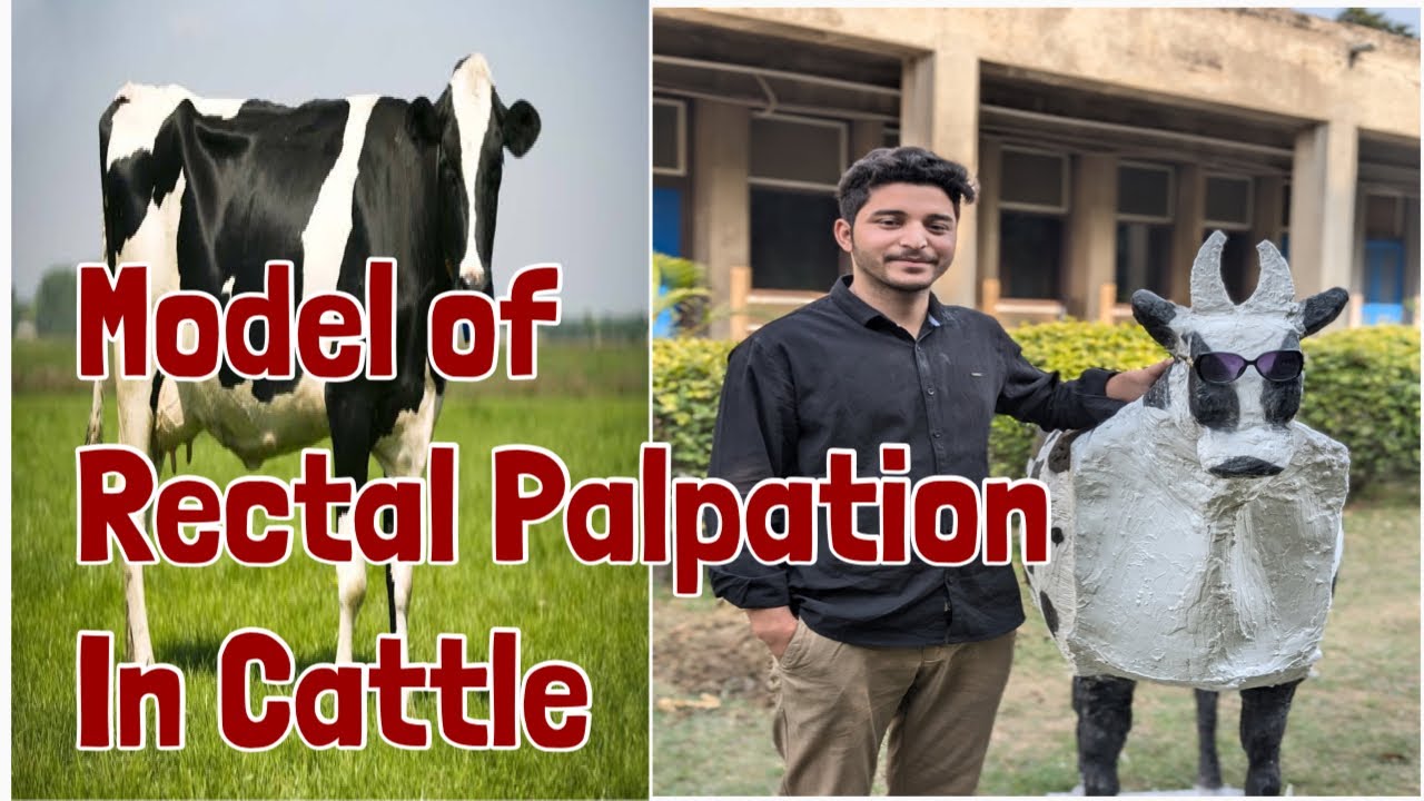 Model Of Rectal Palpation In Cattle 🐄 |Rectal Palpation in Cows ...