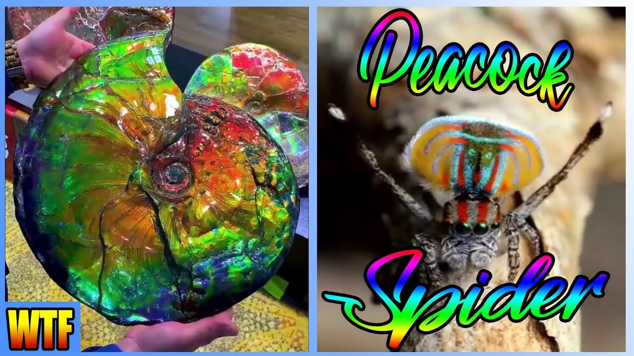 🔥Top rated funny weird and amazing videos of the week🔥 28 😂🤔😲😎 - YouTube