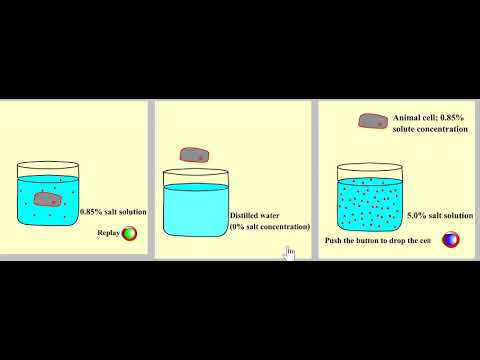 Osmosis Beakers - YouTube