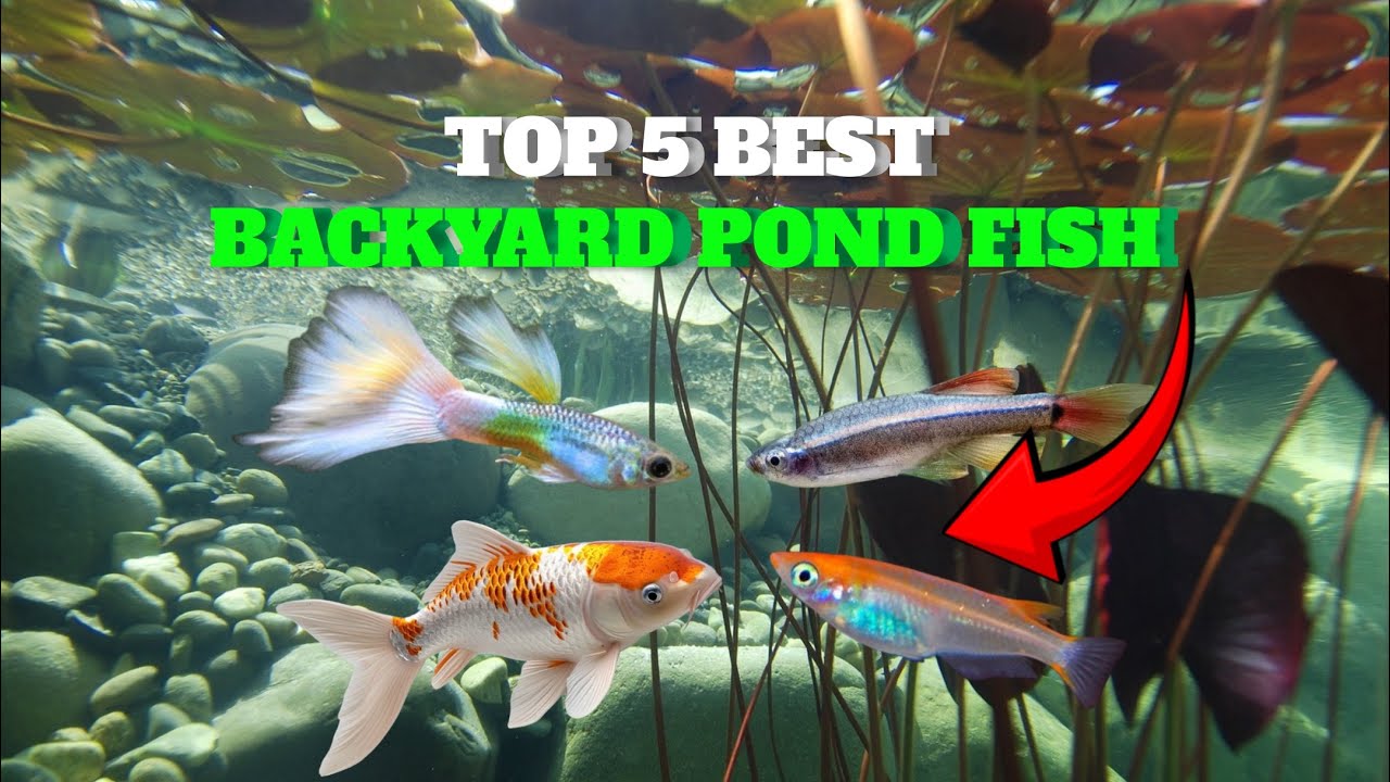 Top 5 best fish for backyard ponds - YouTube