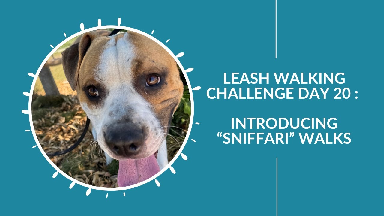Introducing "sniffari" walks! - YouTube