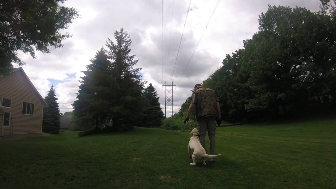 9 month old lab puppy at 4 weeks training interval - YouTube