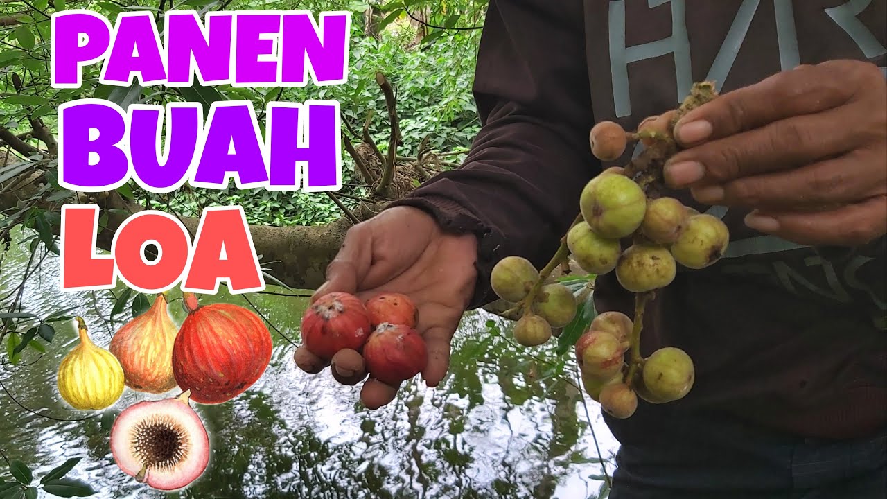 Buah Loa Ternyata Enak Rasanya | Panen Buah Loa / Lo / Elo / Ara - YouTube