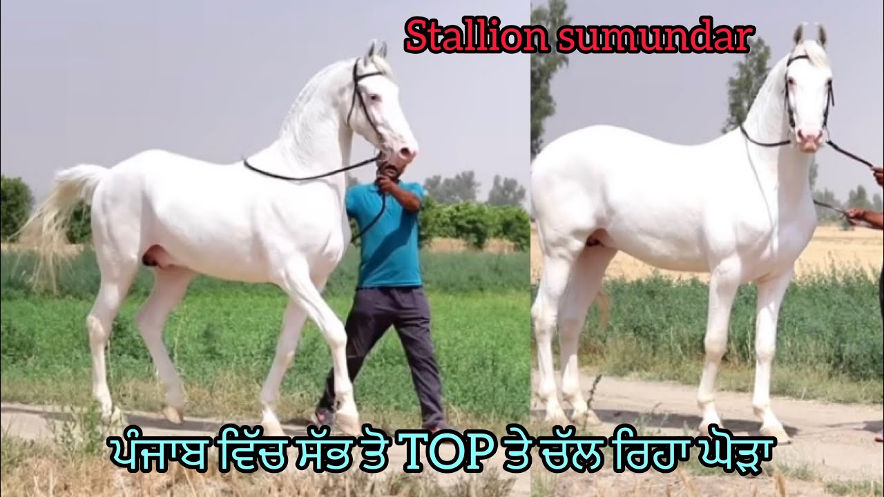 Punjab top nukra breed | stallion sumundar |stallion padam | muktsar ...