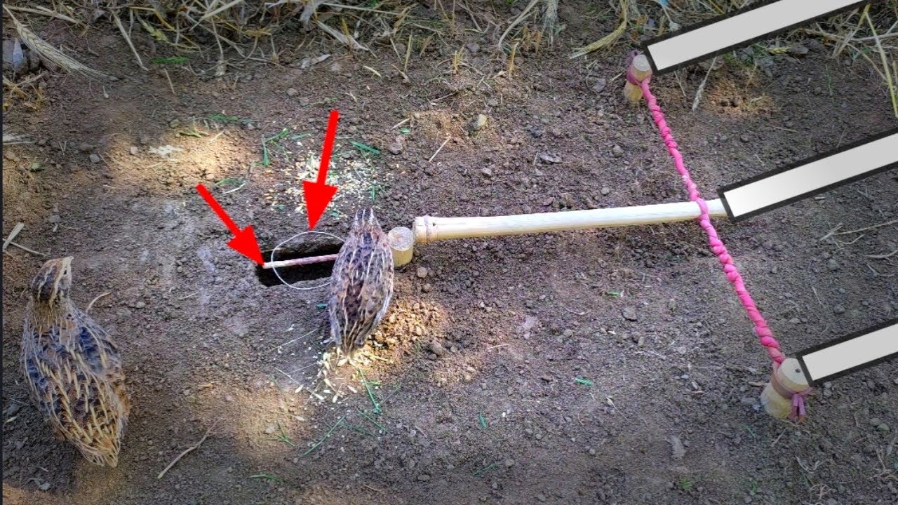 How to make a bird trap using stick | Wild bird trap from bamboo sticks ...