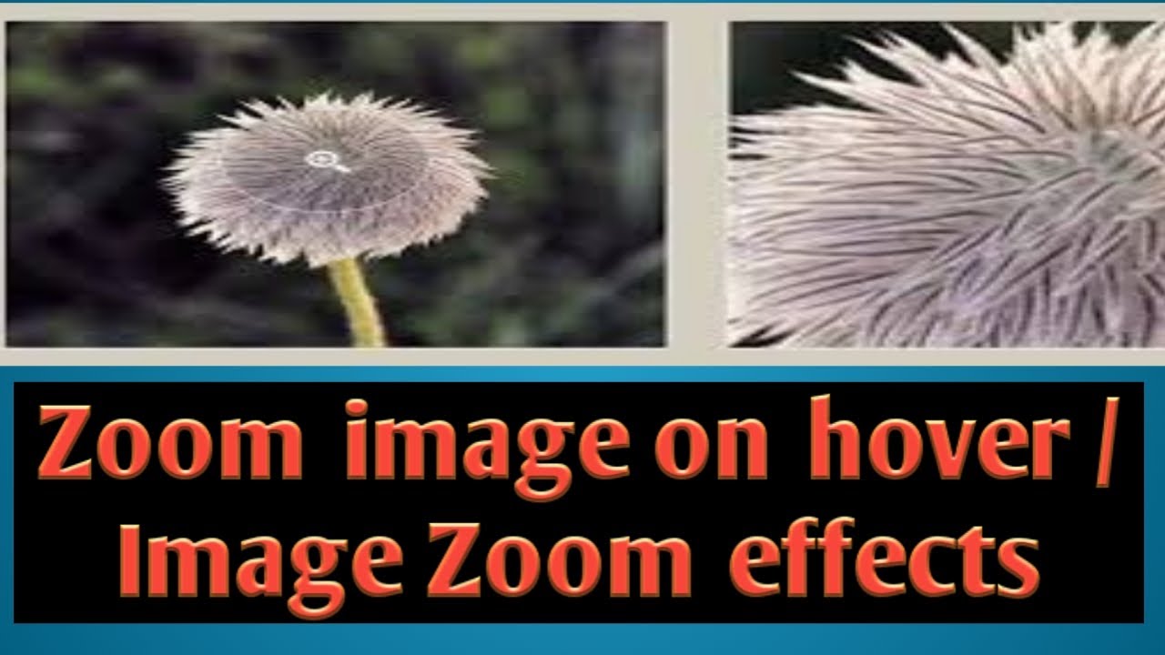 Zoom image on Hover | CSS image effects | Image zoom Effects | CSS ...