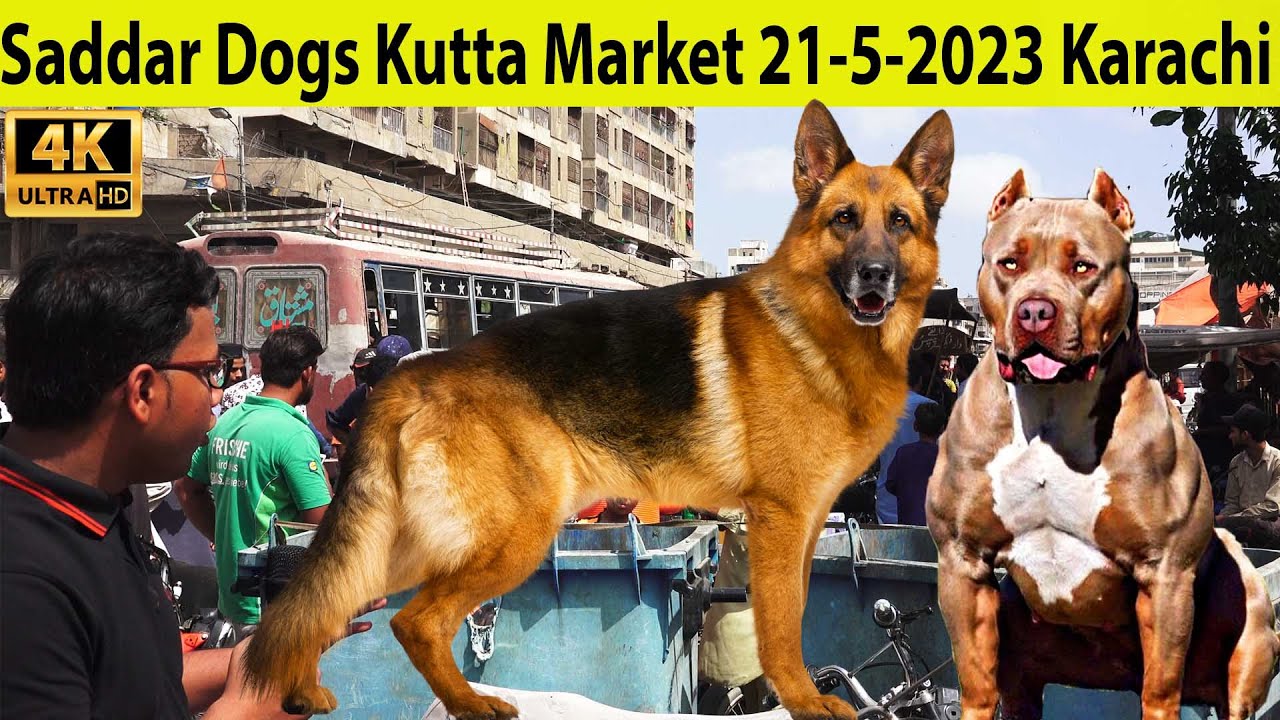 Saddar Dogs Kutta Market 21-5-23 Karachi | German Shepherd American Pit ...