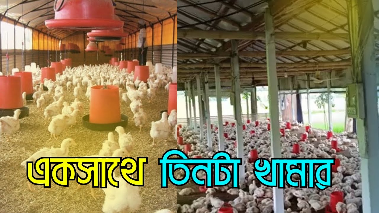 মাচায় ব্রয়লার মুরগি পালন আধুনিক উপায়ে। three chicken farms are in ...