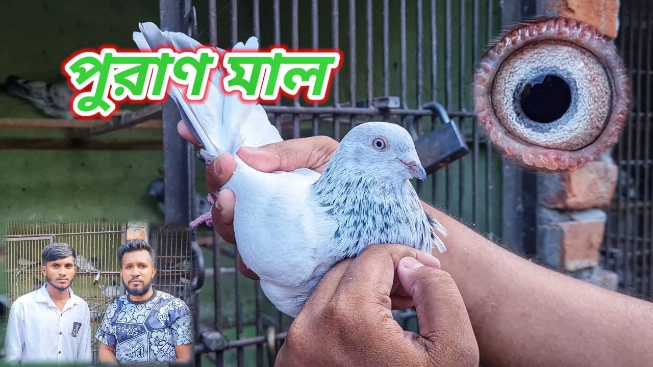 This video is proof that pigeons of small people are not inferior to ...