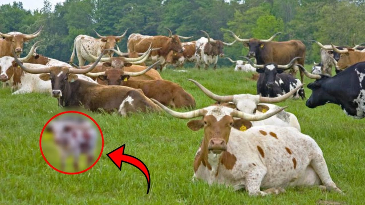 A very rare but real and strange sighting of a wild cow! - YouTube