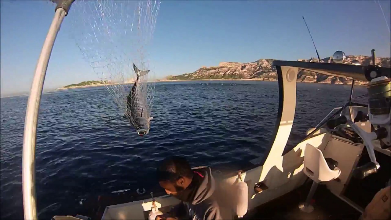 pelamide sur chasse de folie - YouTube