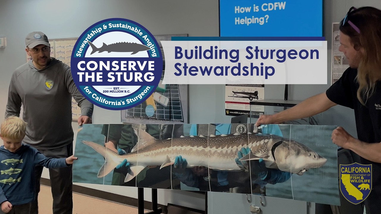 Building Sturgeon Stewardship Through CDFW’s Conserve The Sturg Efforts ...