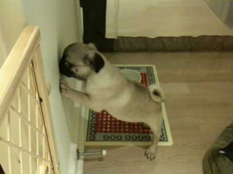 Why Do Dogs Scratch At Walls