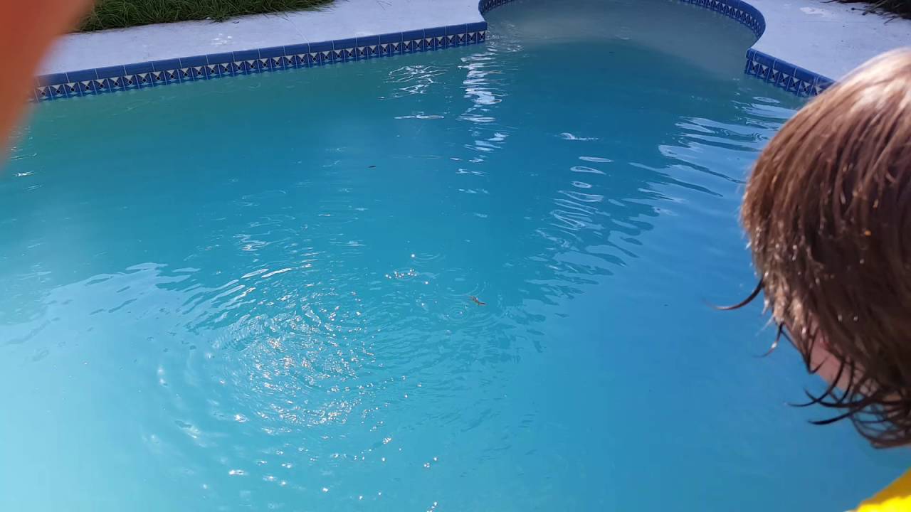 crazy lizard can swim - YouTube