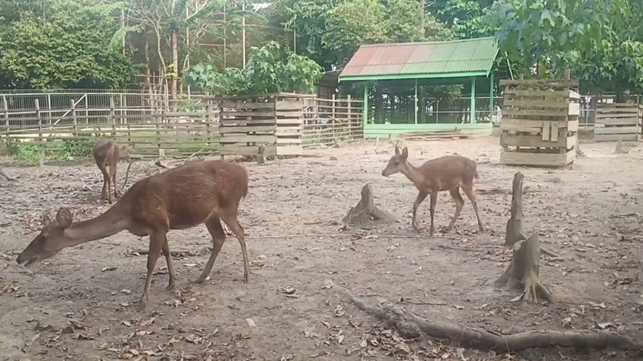 Begini Penampakan,kehidupan Rusa di Kebun Binatang Hutan Lindung Kota ...