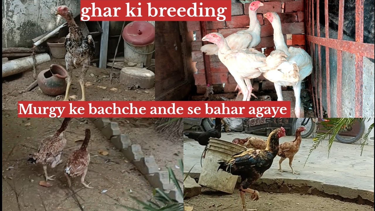 kudak desi Murgy breeding pair ghar ke desi Murgy ke bachche 😱 - YouTube