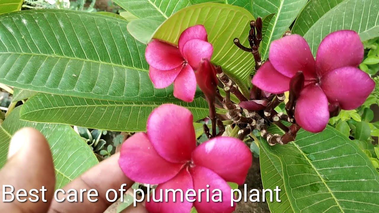Few Lines About Champa Flower In Hindi | Best Flower Site